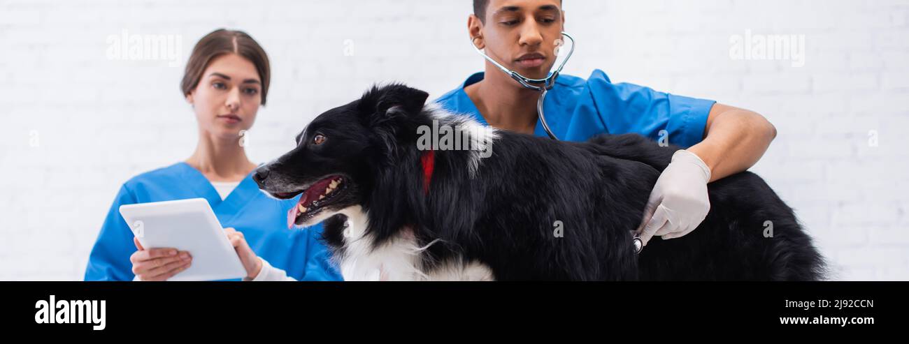 African american vet doctor examining border collie with stethoscope ...
