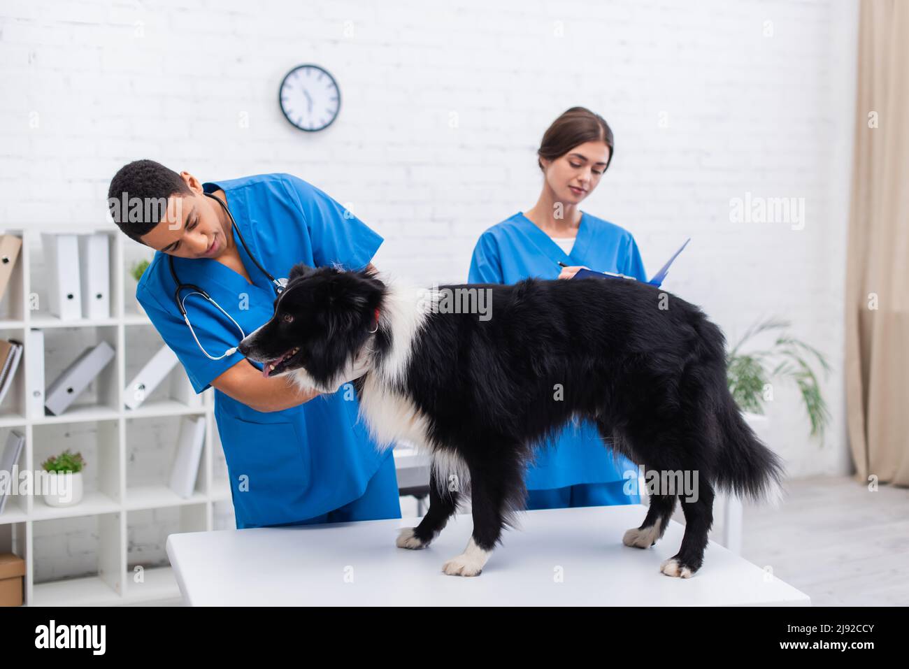 African american doctor examining border collie near blurred colleague ...