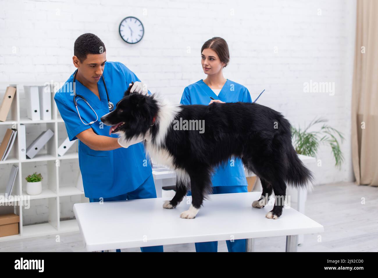 African american vet doctor examining border collie near colleague with ...