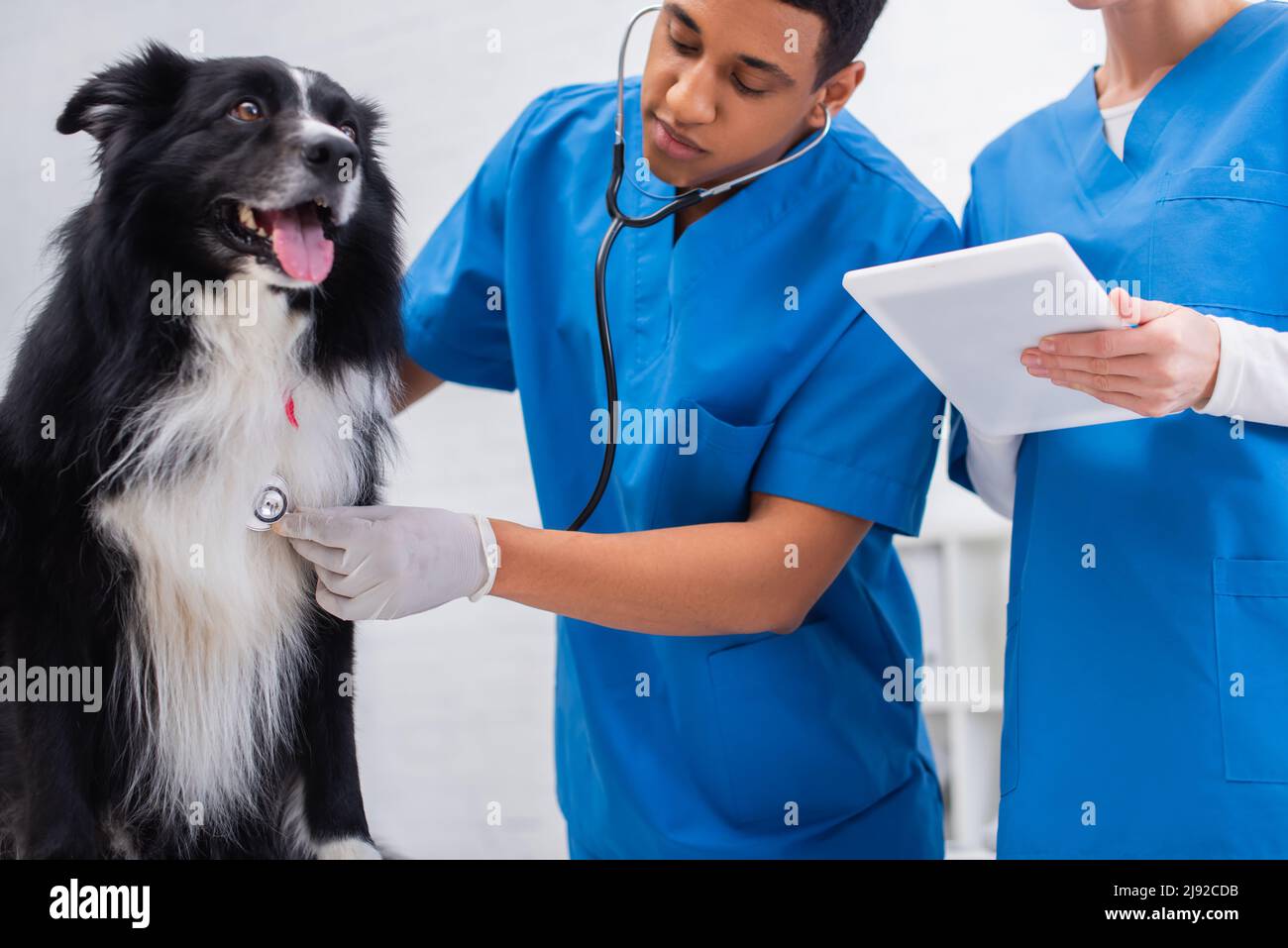 African american doctor dog hi-res stock photography and images - Alamy