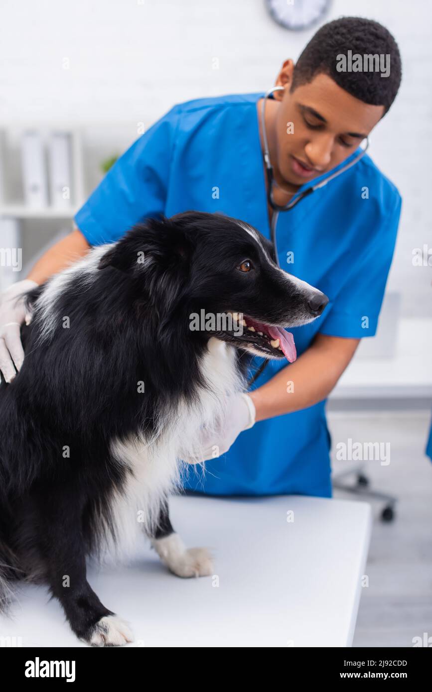 African american doctor dog hi-res stock photography and images - Alamy