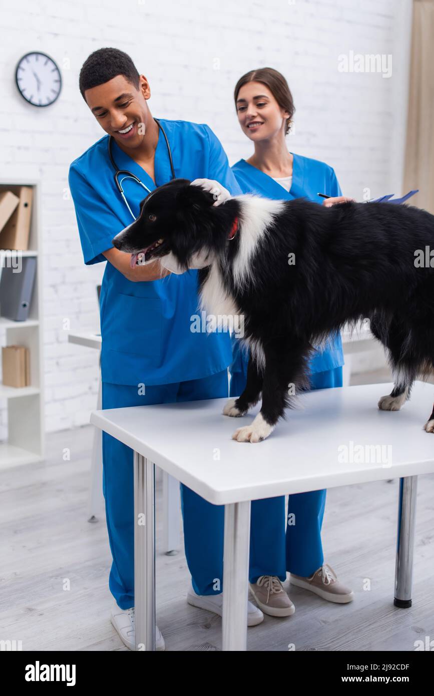 Positive african american veterinarian examining border collie dog near ...