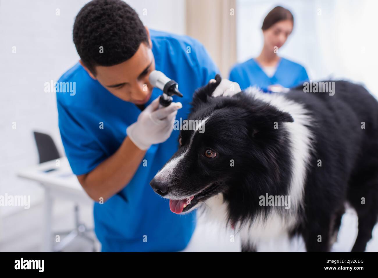 Blurred african american veterinarian using otoscope while examining ...