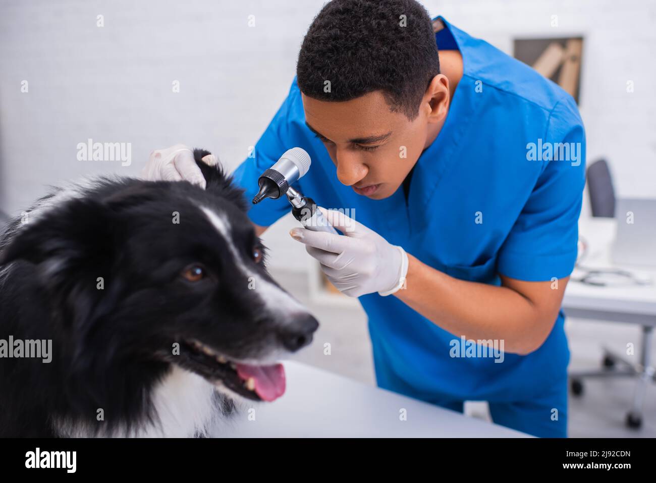 African american veterinarian examining ear of border collie with ...
