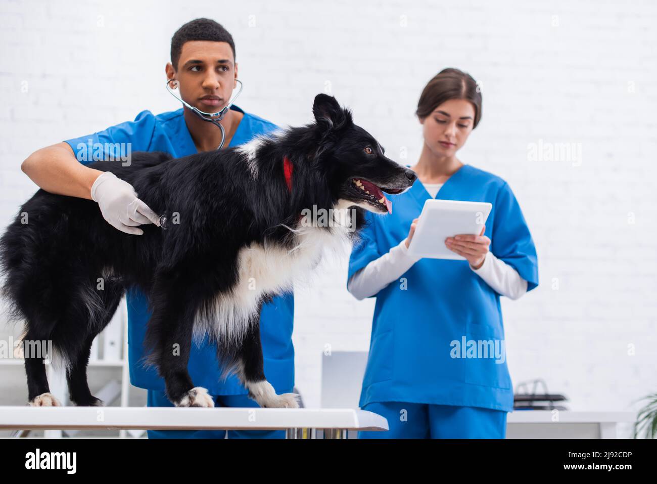 African american veterinarian examining border collie with stethoscope ...