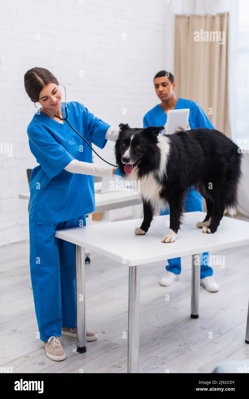 Smiling vet doctor examining border collie near blurred african ...