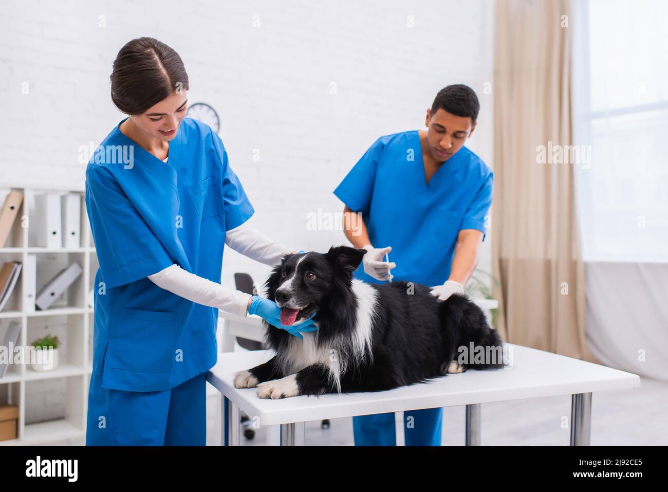 Vet woman border collie hi-res stock photography and images - Alamy