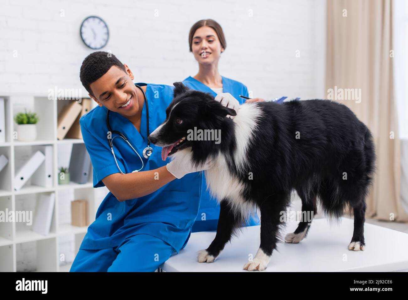 Happy african american veterinarian examining border collie dog near ...