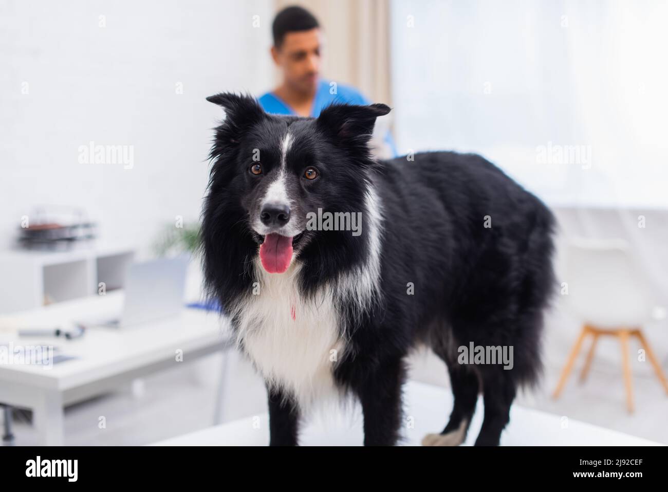 African american doctor dog hi-res stock photography and images - Alamy