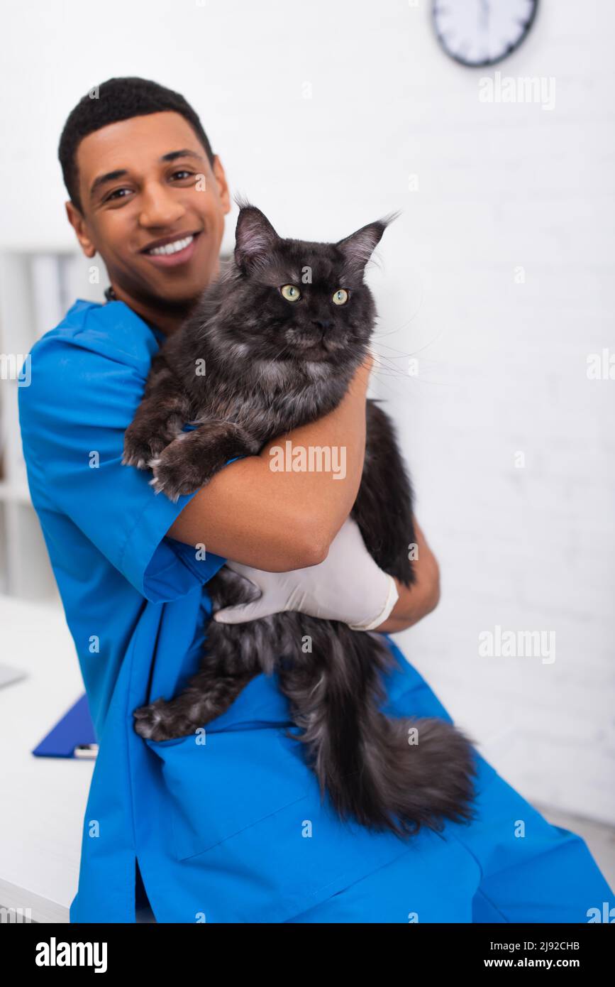 Cheerful african american veterinarian hugging maine coon and looking ...
