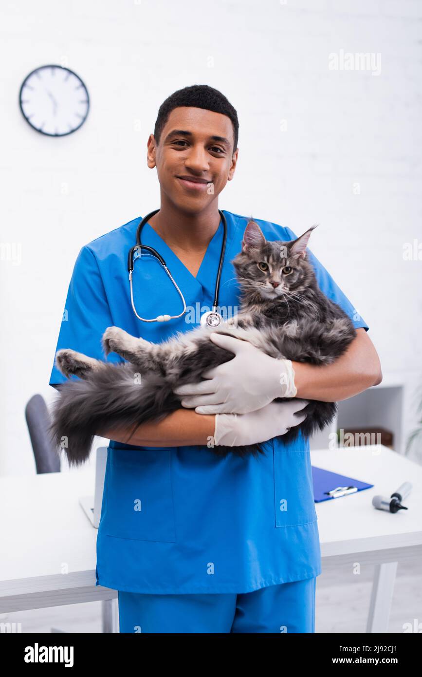 Smiling african american veterinarian holding maine coon cat in clinic ...