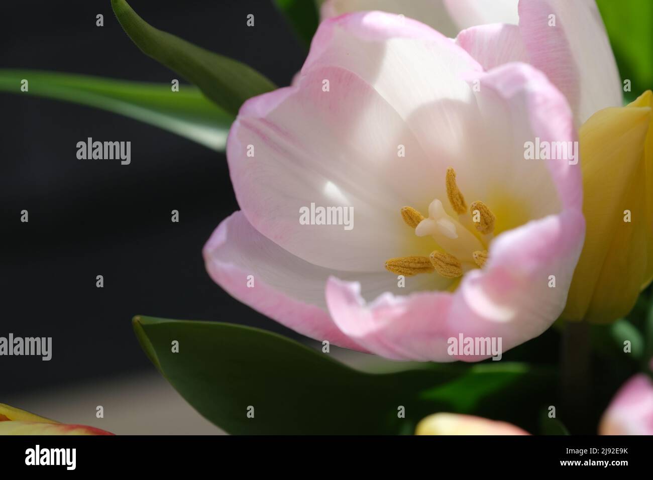 Macro close-up, selective focus, defocused nature background of tulip ...