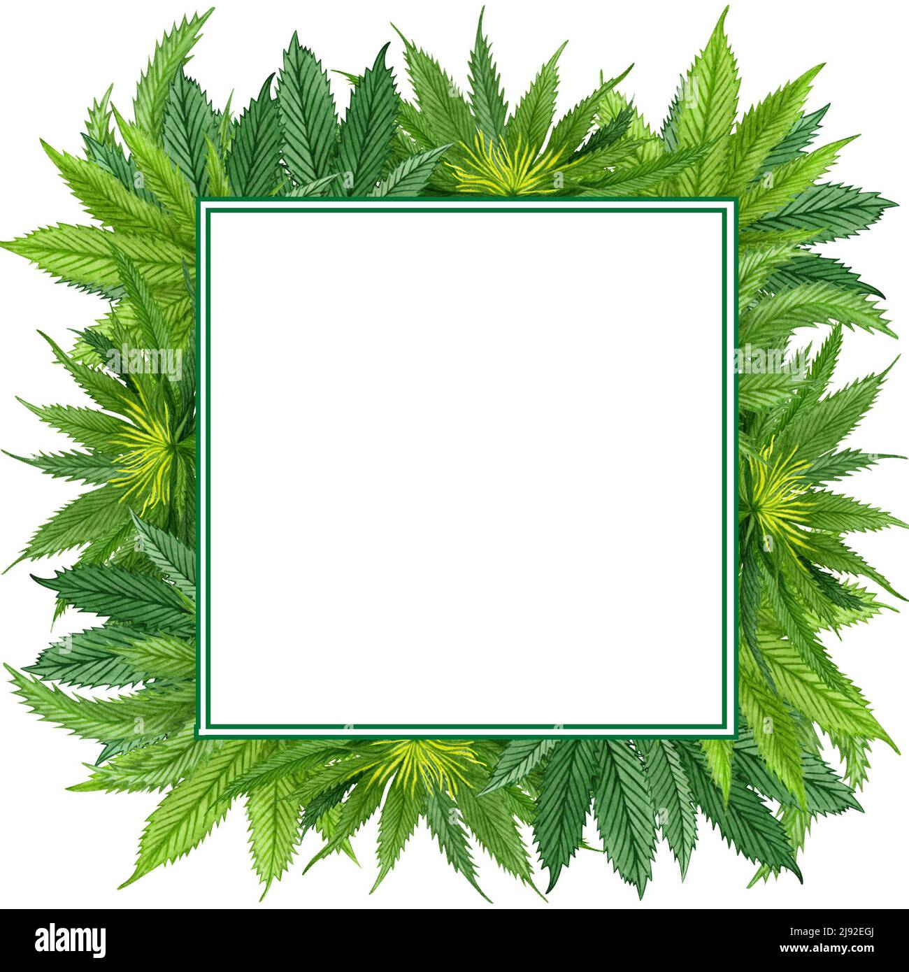 Watercolor cannabis frame. Hand drawn wild hemp plant border for greeting card, logo, frame or ...