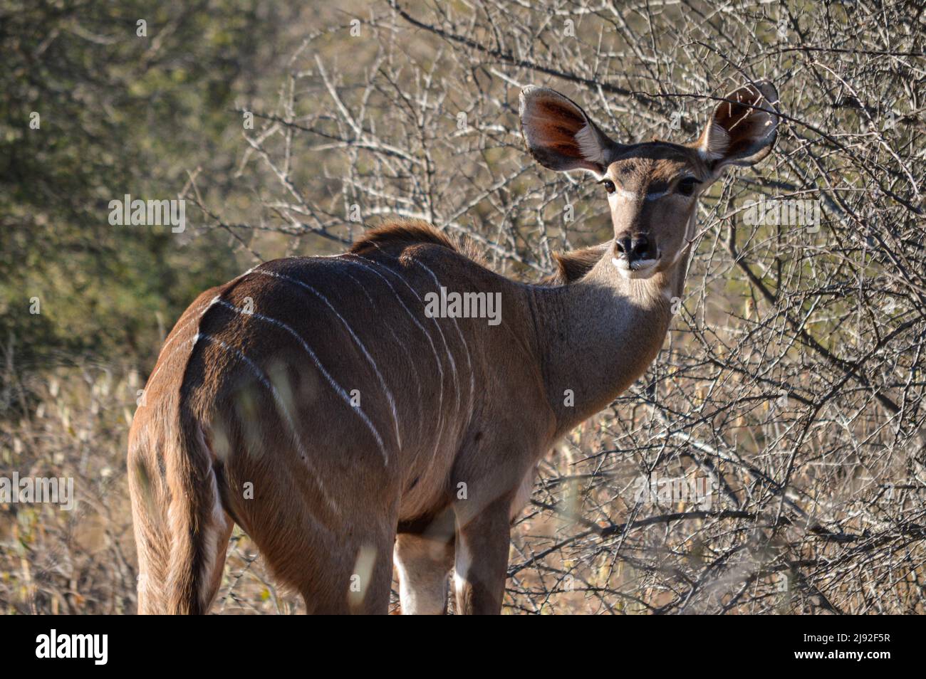 female Kudu deer in africa Stock Photo - Alamy