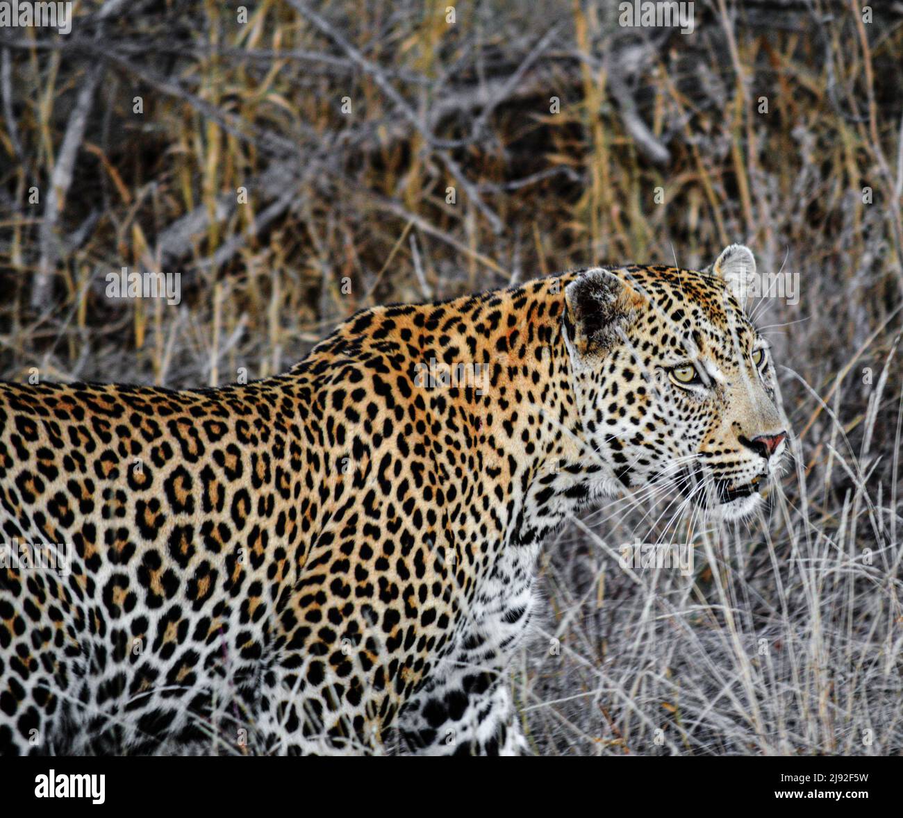 wild leopard in africa Stock Photo - Alamy