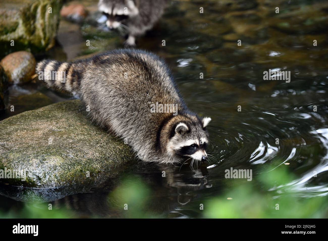 North american raccoons hi-res stock photography and images - Alamy