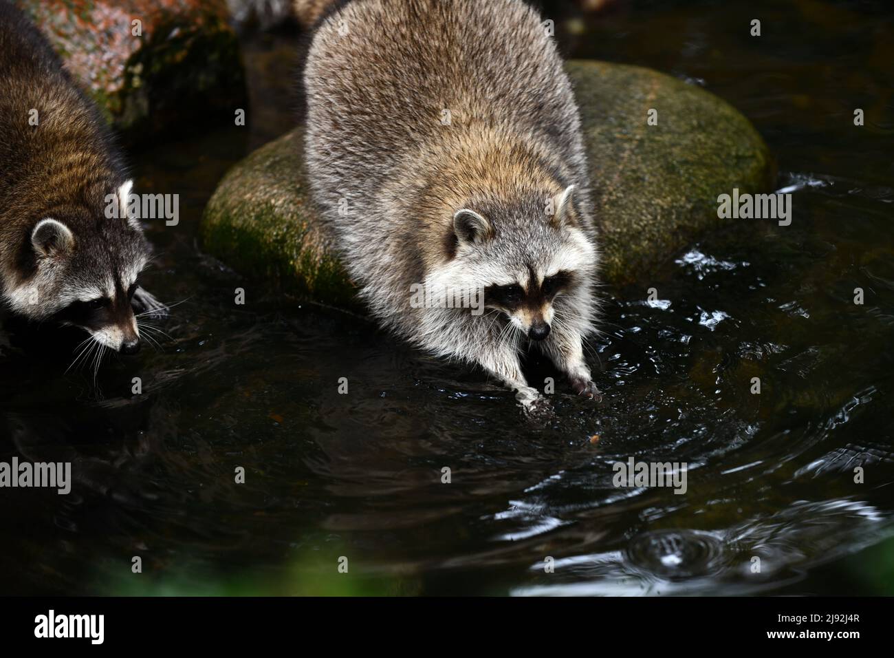 Raccoon model hi-res stock photography and images - Alamy
