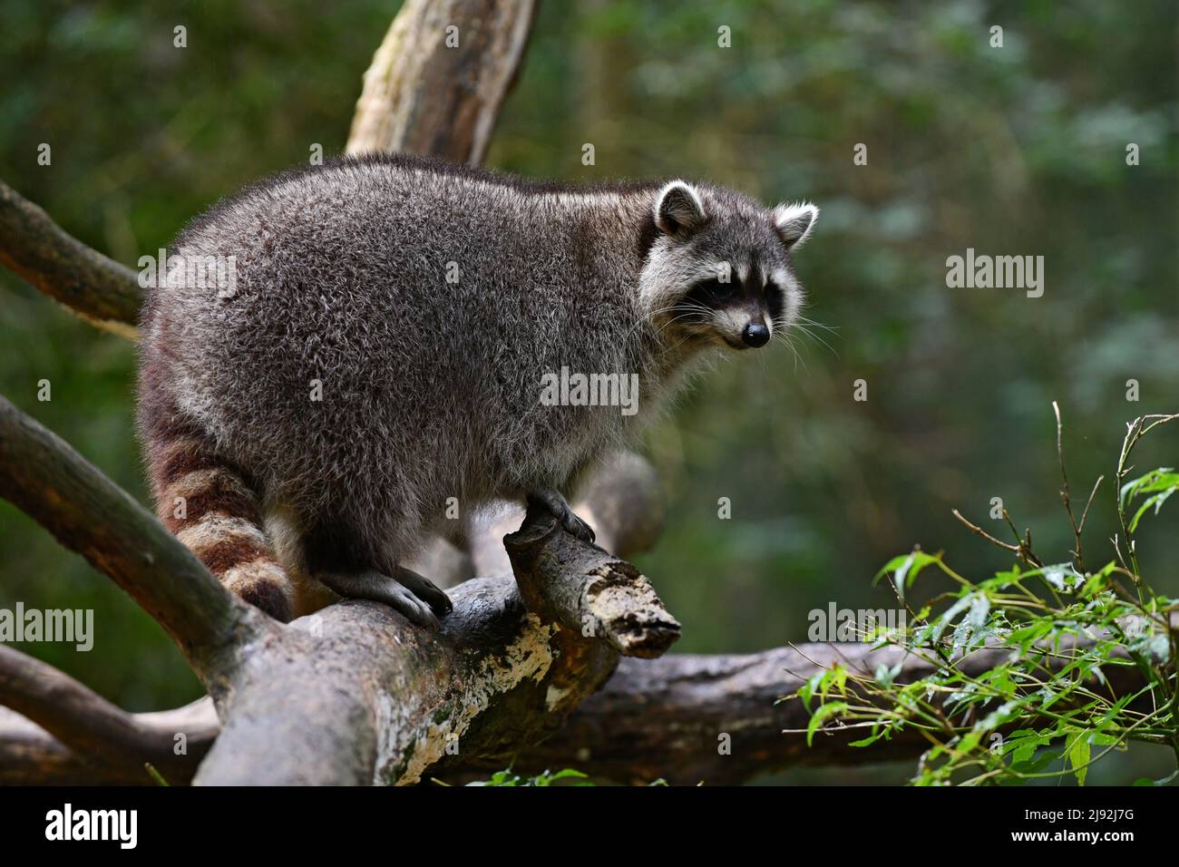 18.09.2021, Hamburg, Hanseatic City of Hamburg, Germany - Raccoon ...