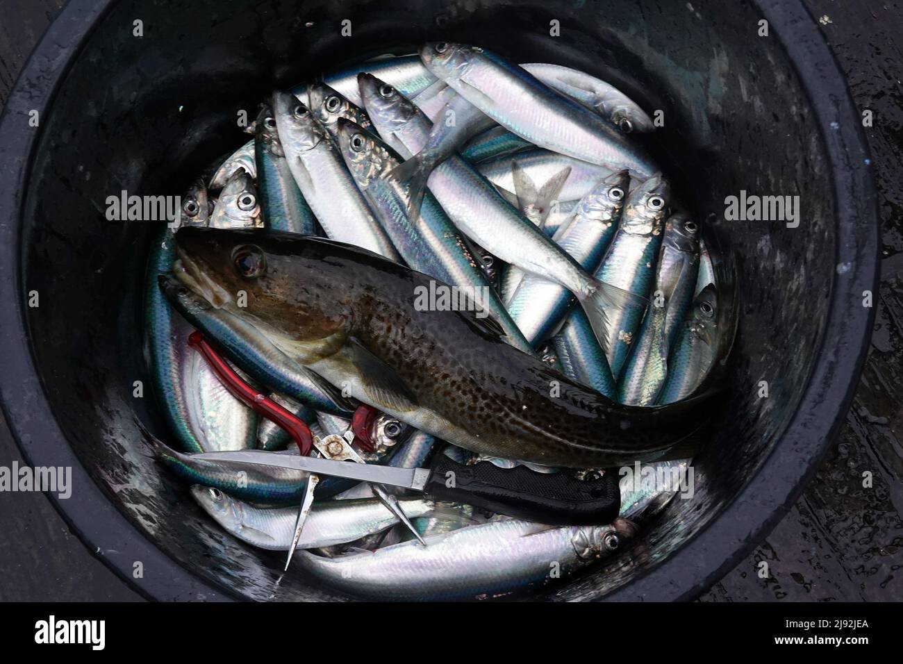 Freshly caught cod in a bucket hi-res stock photography and images - Alamy