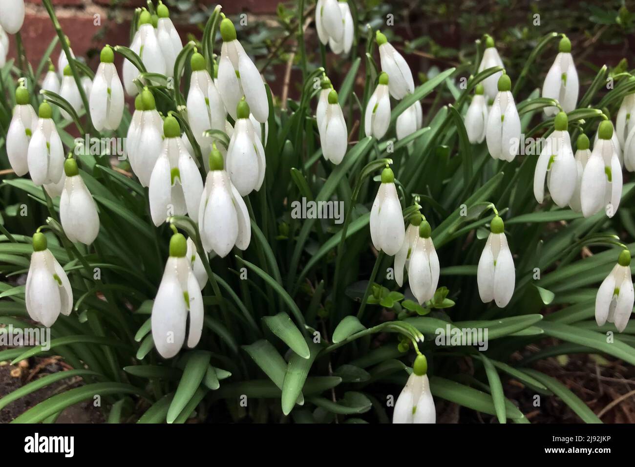 26.02.2022, Berlin, , Germany - Snowflake. 00S220226D378CAROEX.JPG ...