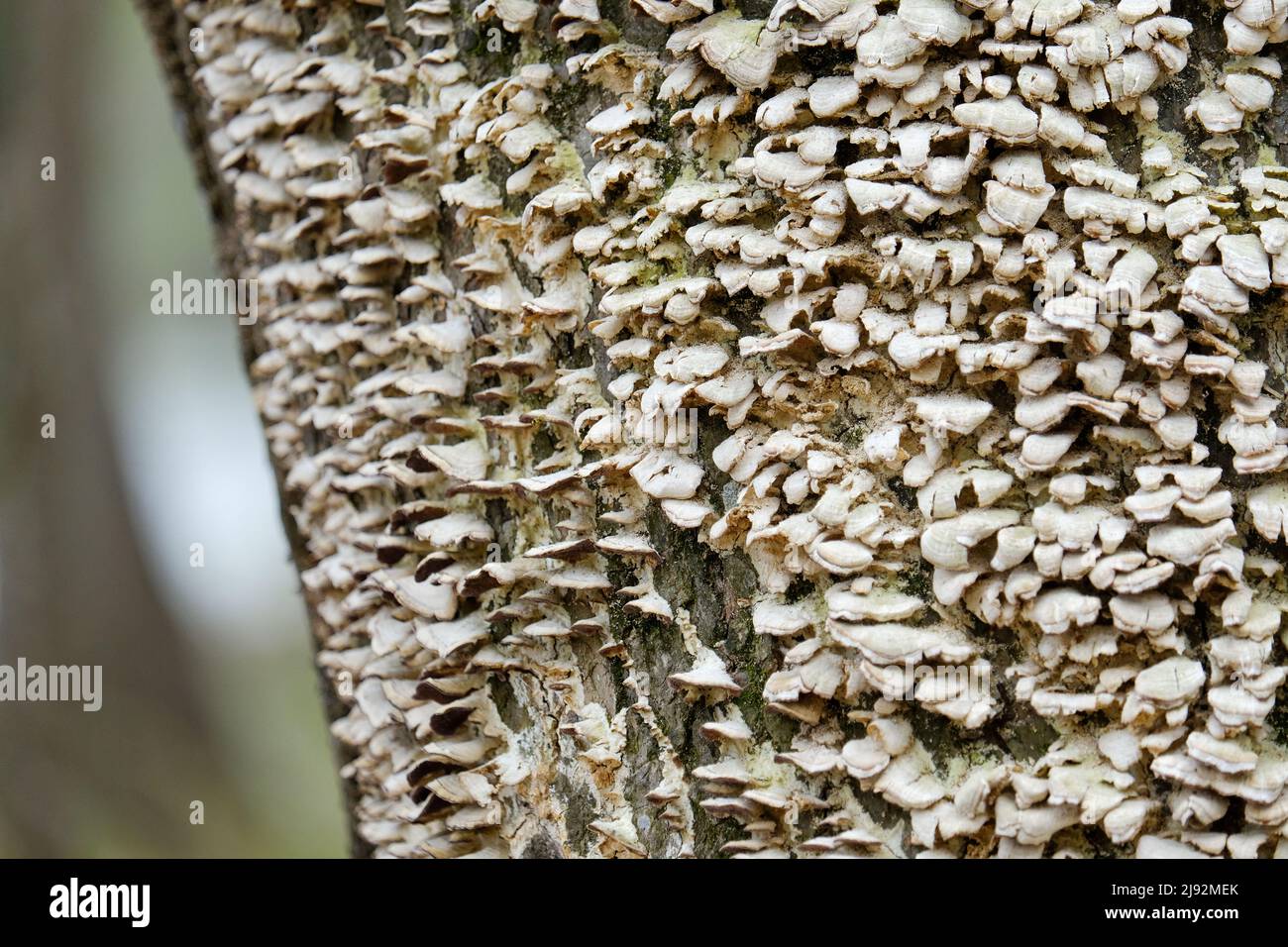 Green bracket fungi growing on hi-res stock photography and images - Alamy
