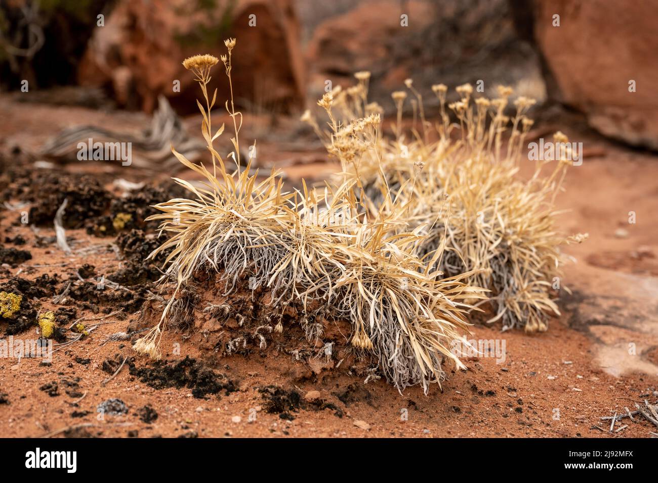 Small Tufts Of Grass Grows In The Desert Crust in Canyonlands National ...