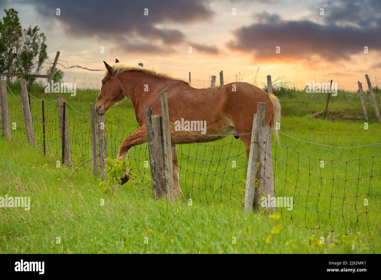 A Male Flaxen Chestnut Horse Stallion Colt with his Foot Caught in a ...