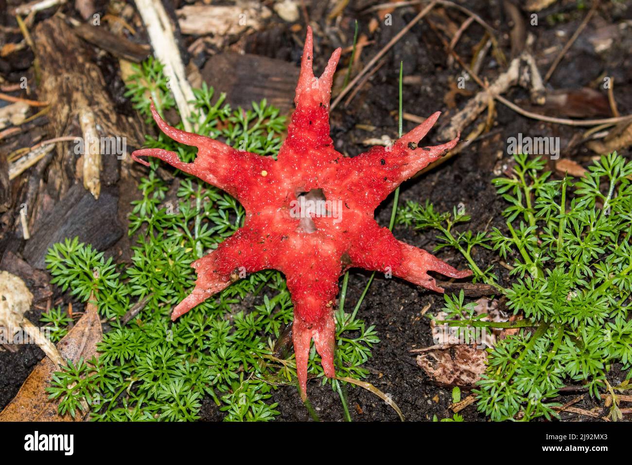 Star stinkhorn fungi hi-res stock photography and images - Alamy