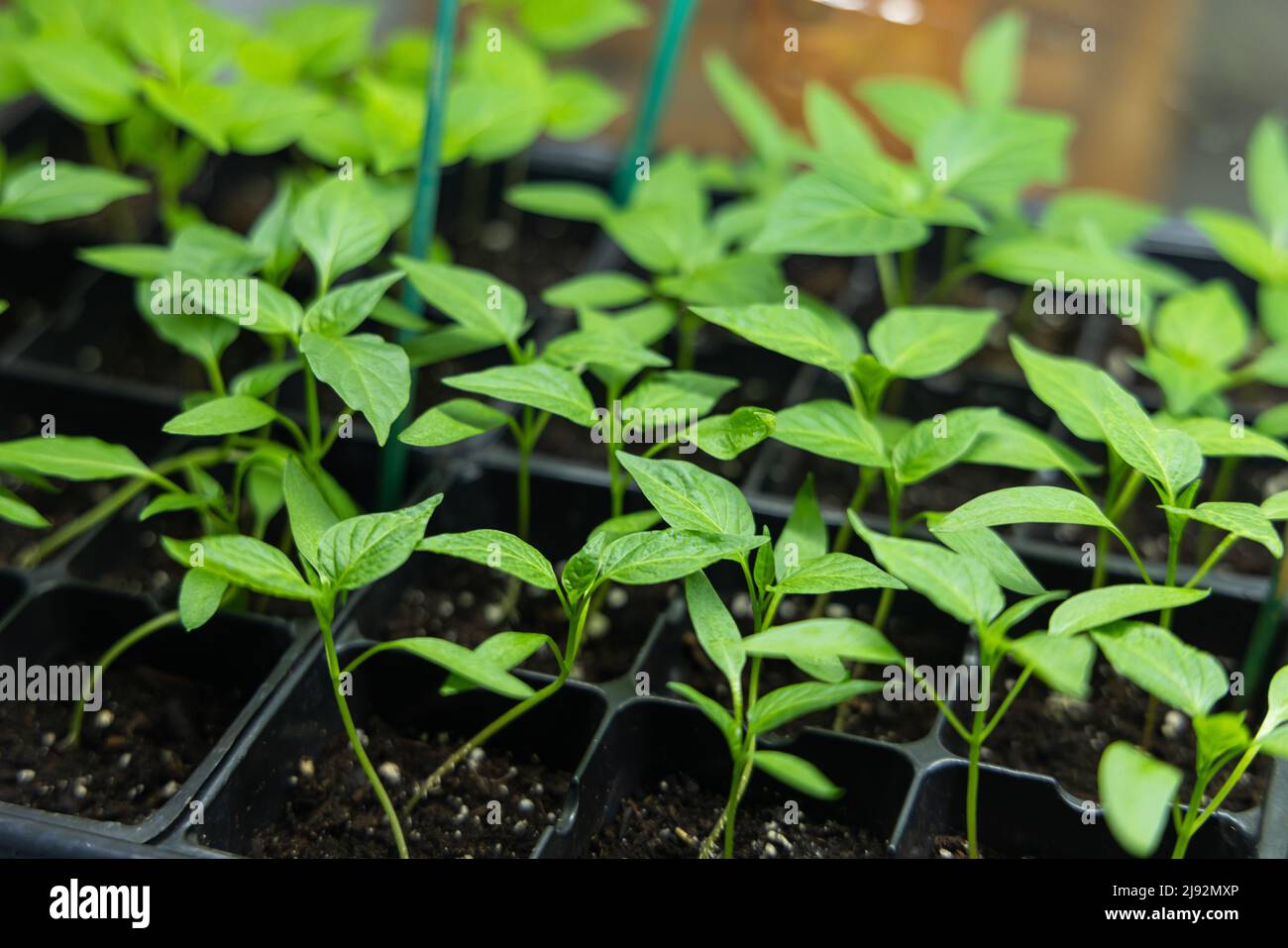 Close up high angle view of plugs in a seed tray. Young plant ...
