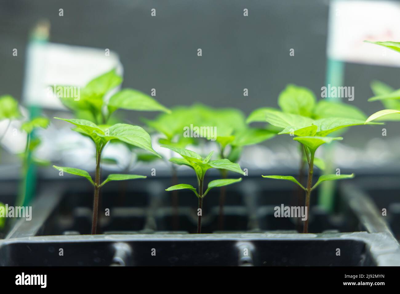 Individual cells hi-res stock photography and images - Alamy