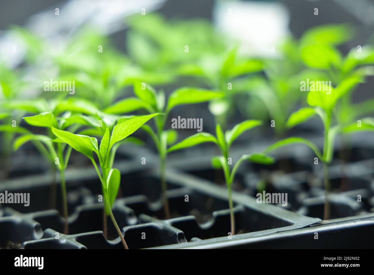 Creative crops hi-res stock photography and images - Alamy
