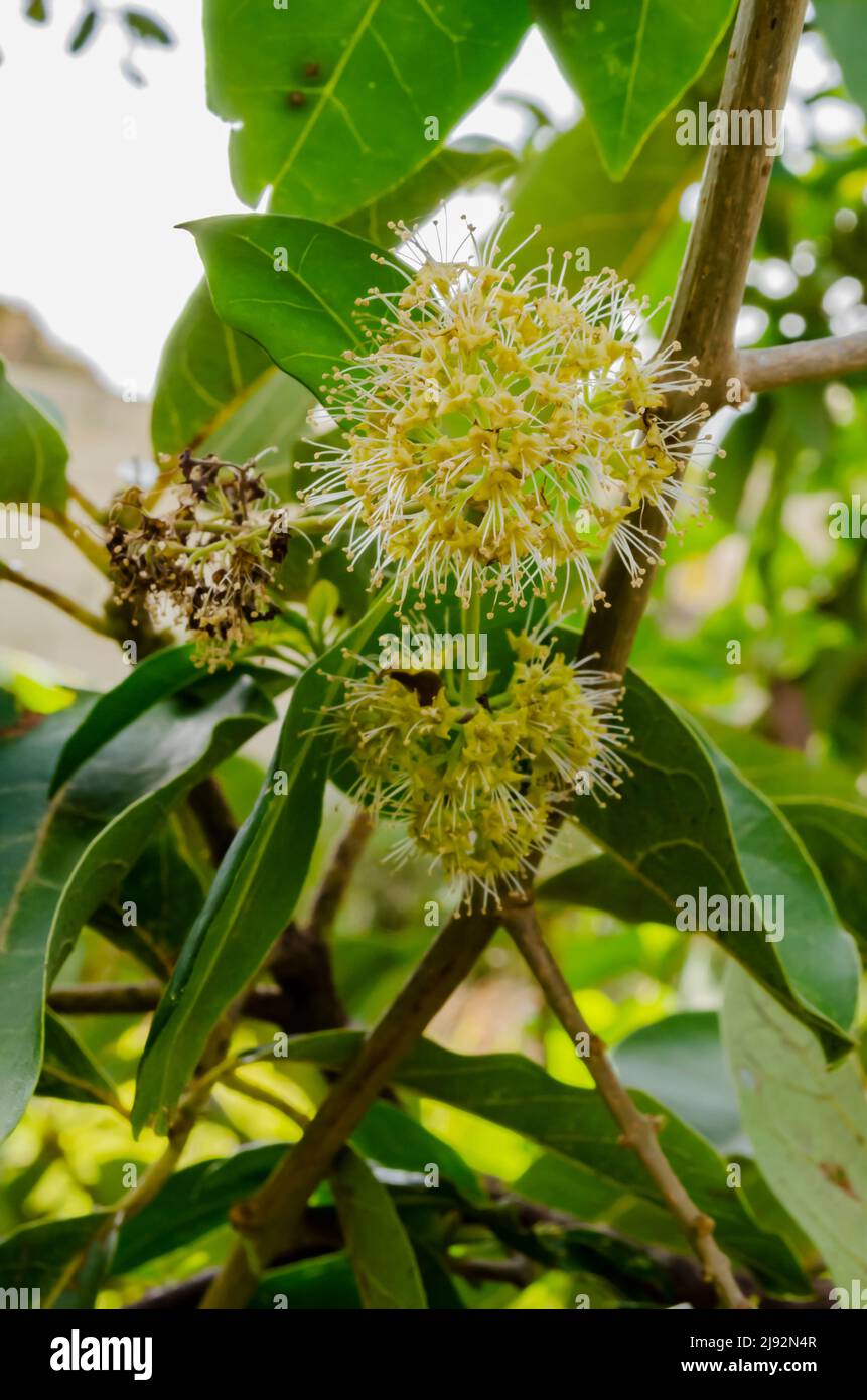 The florescence of the blooming June plum tree spreads it multiple ...