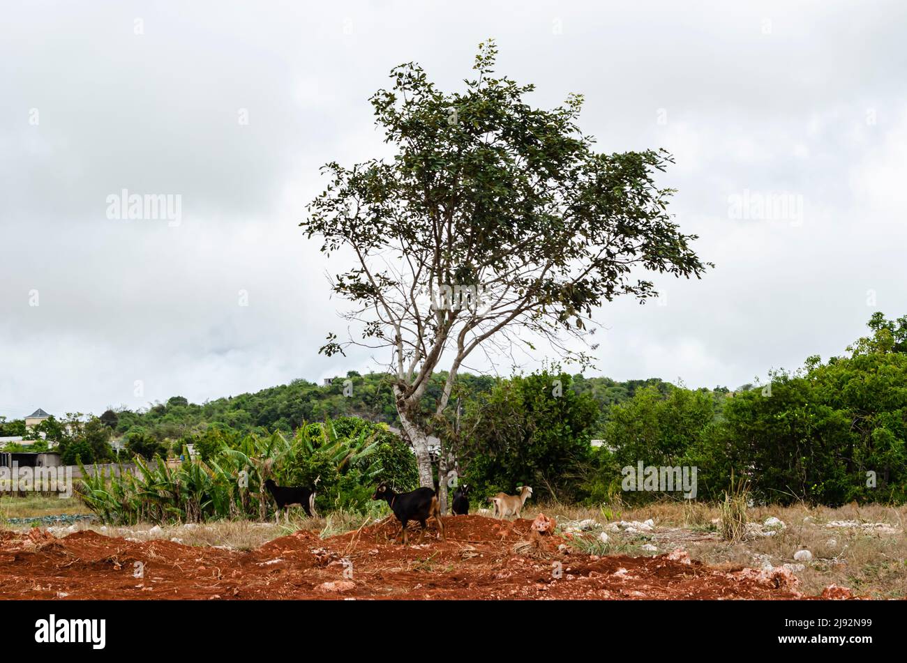 At the edge of ploughed land are goats that are tied by rope close to ...
