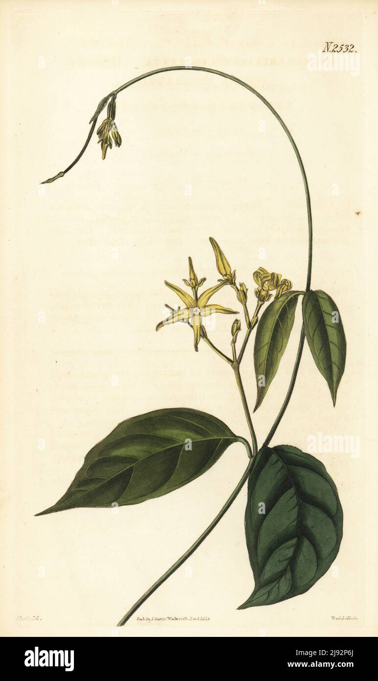 Cryptolepis sanguinolenta. Bloody-juiced pergularia, Pergularia ...