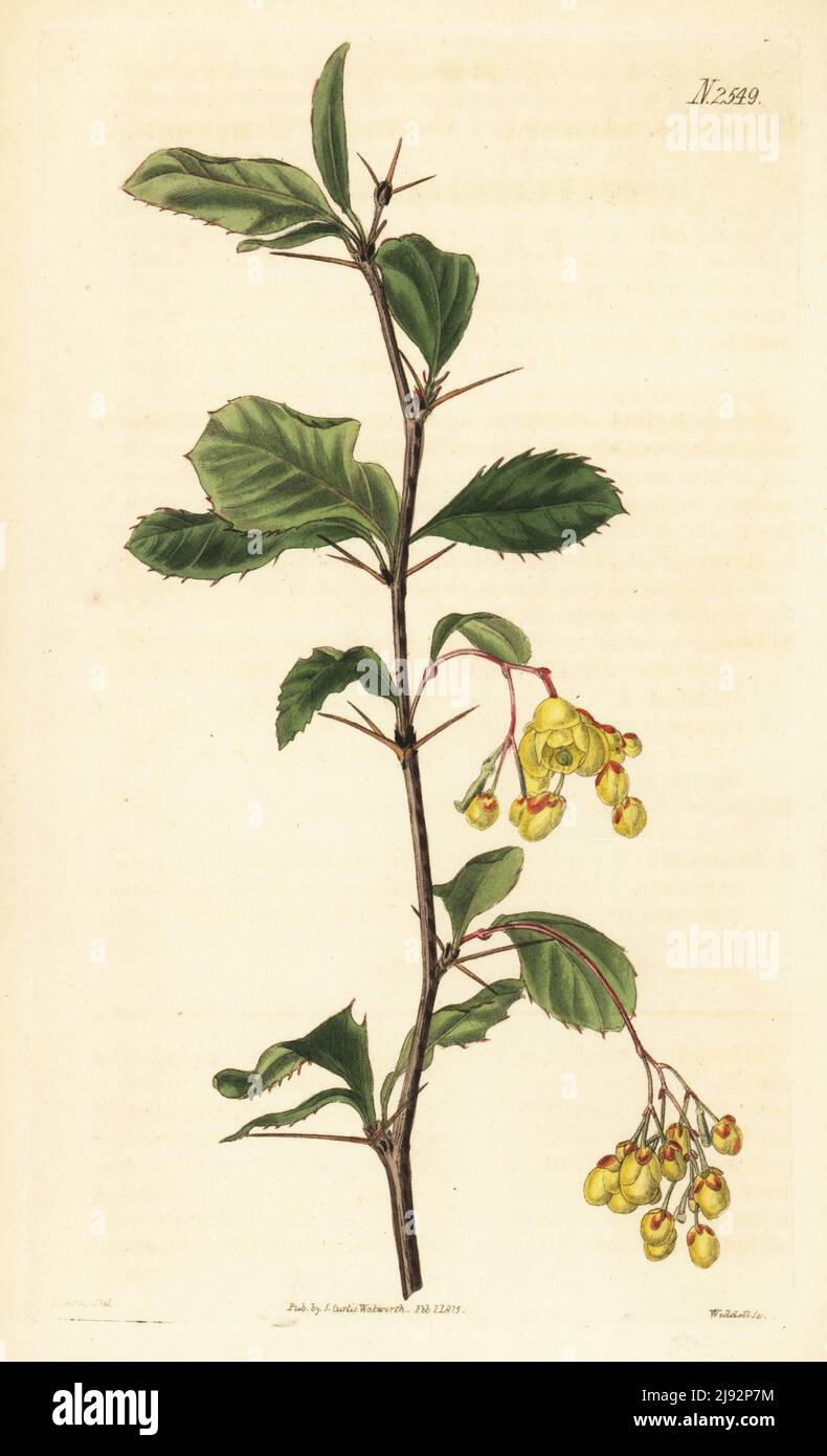 Berberis umbellata. Chitrian berberry, Berberis aristata. Native to ...