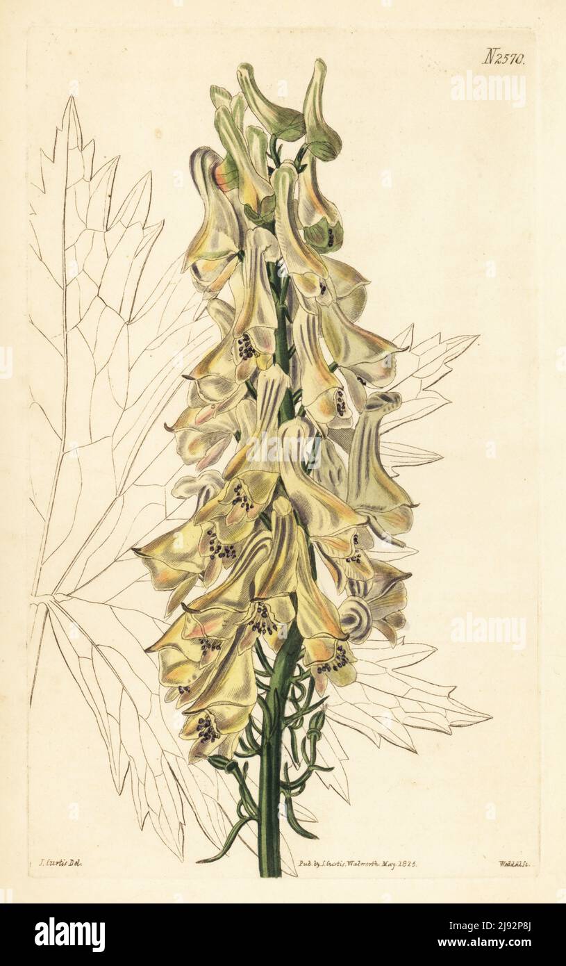 Aconitum orientale. Pale-yellow wolf's-bane, Aconitum ochroleucum ...