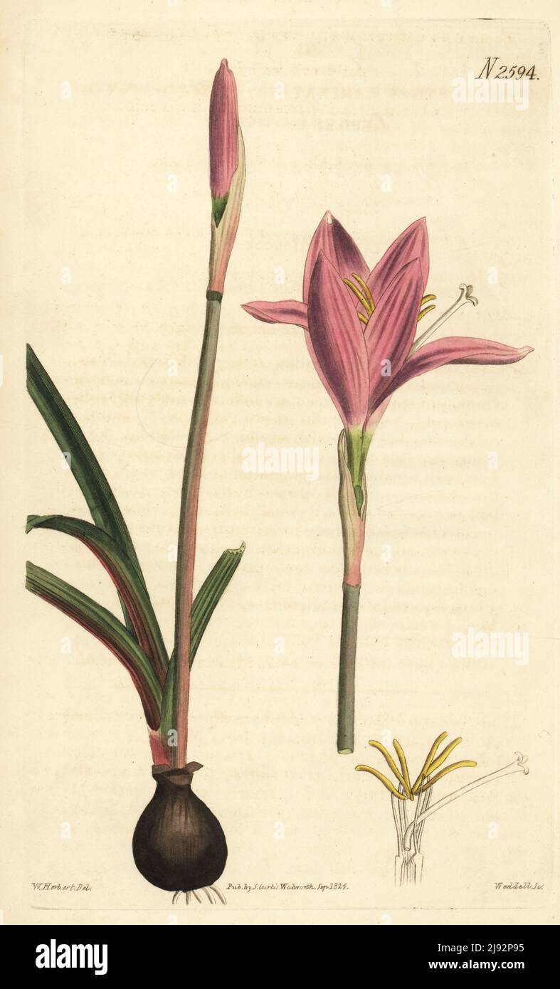 Rosepink zephyr lily, pink rain lily, or keeled-leaved zephyranthes ...