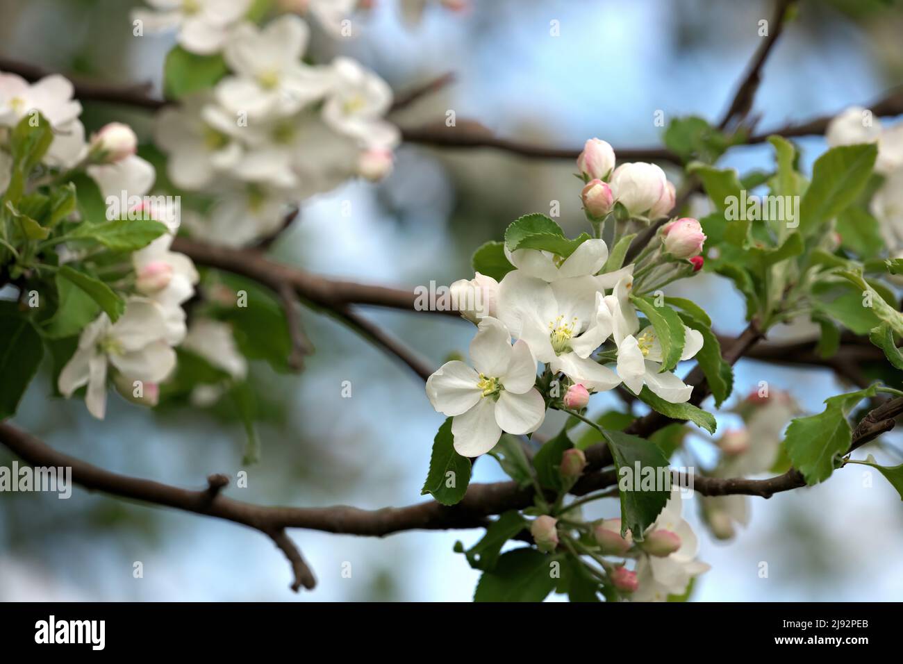 Blue spring branch bud hi-res stock photography and images - Alamy