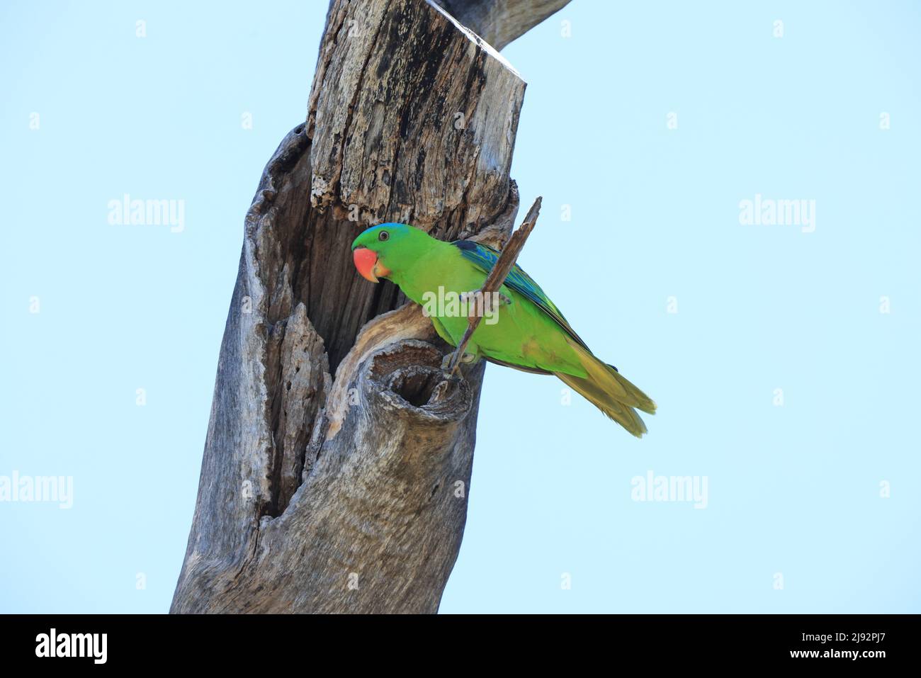 Blue-naped parrot (Tanygnathus lucionensis) in Borneo island, Malaysia ...