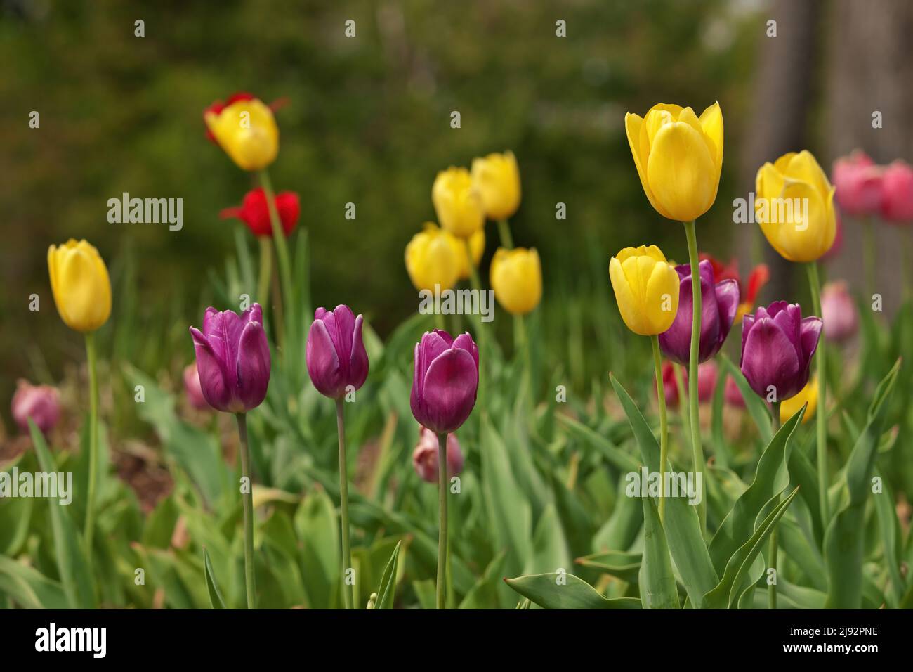 Creamy bokeh background hi-res stock photography and images - Alamy