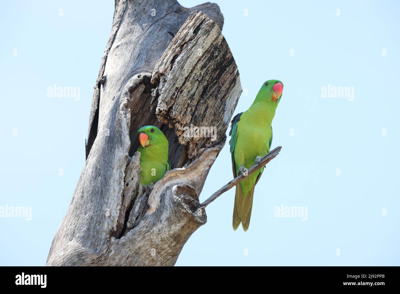 Blue-naped parrot (Tanygnathus lucionensis) in Borneo island, Malaysia ...
