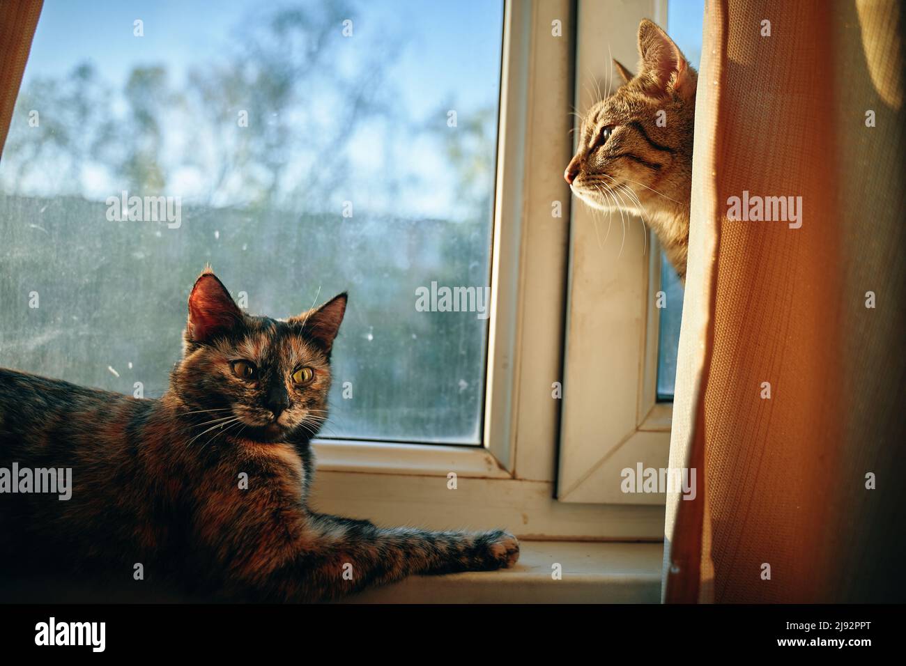 Two cats on windowsill hi-res stock photography and images - Alamy