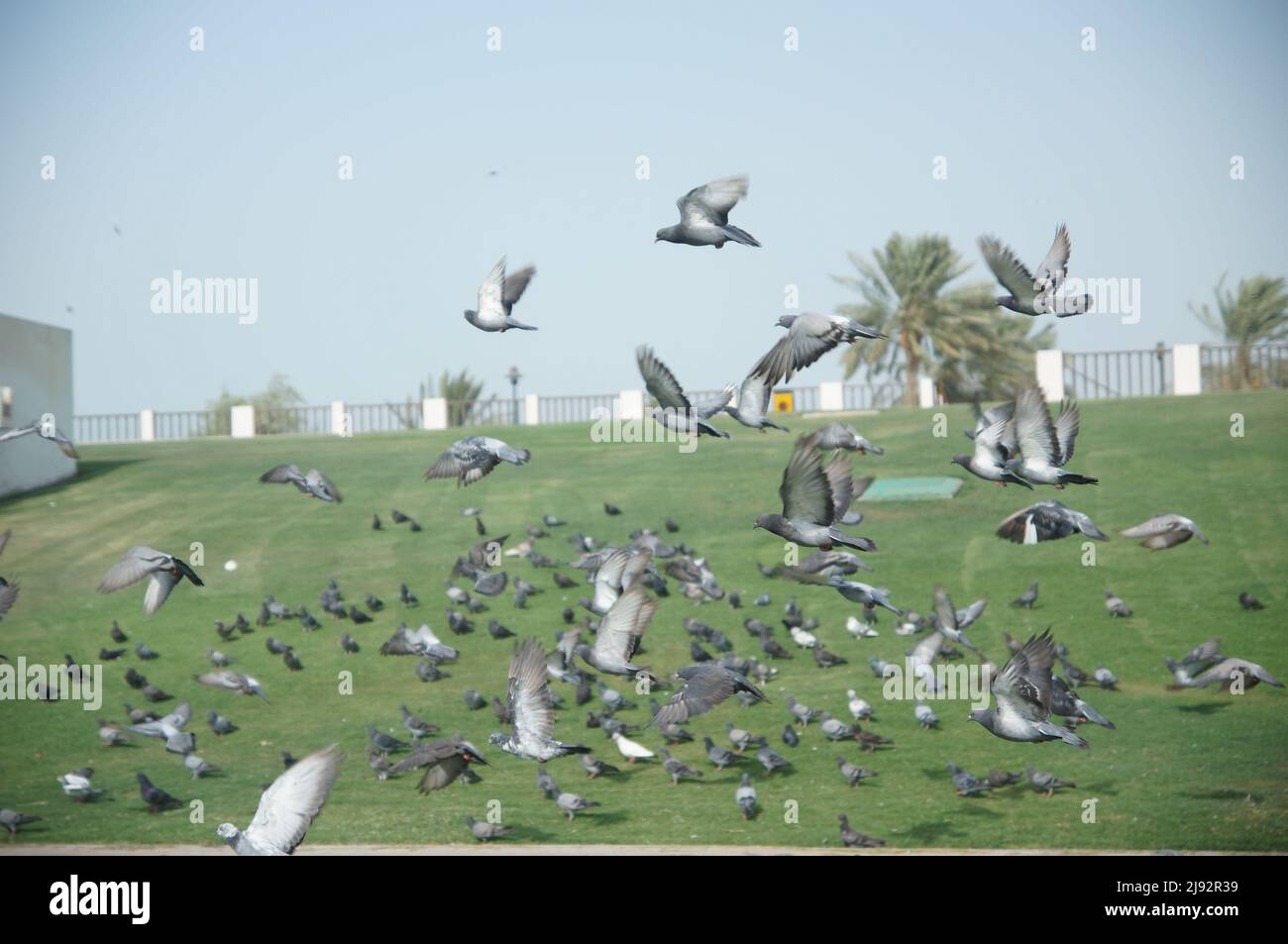 flock of birds in a park in Doha , Qatar Stock Photo - Alamy