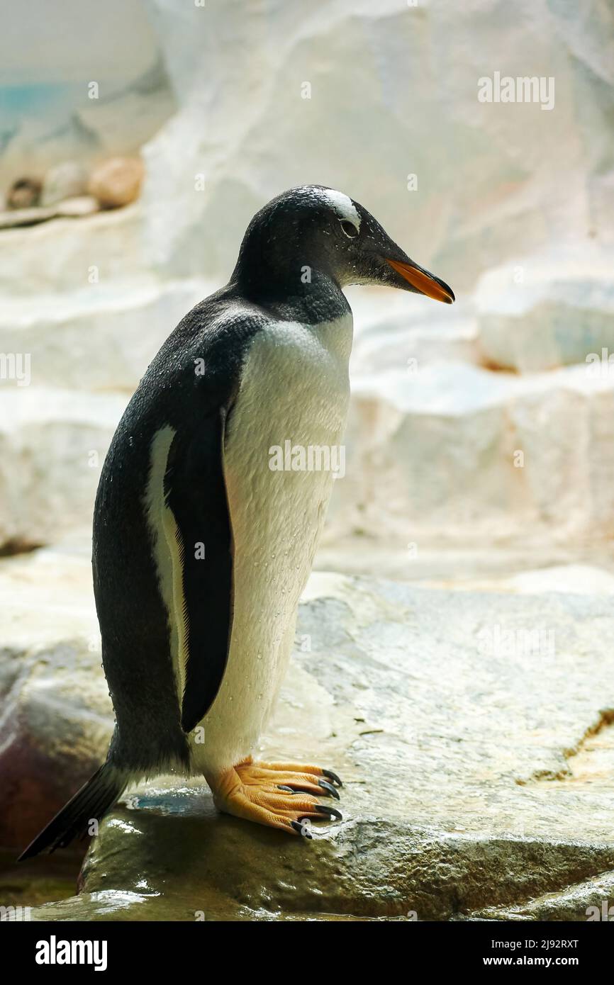 Lonely penguin among the cold rocks on the water. Wild animals Stock ...