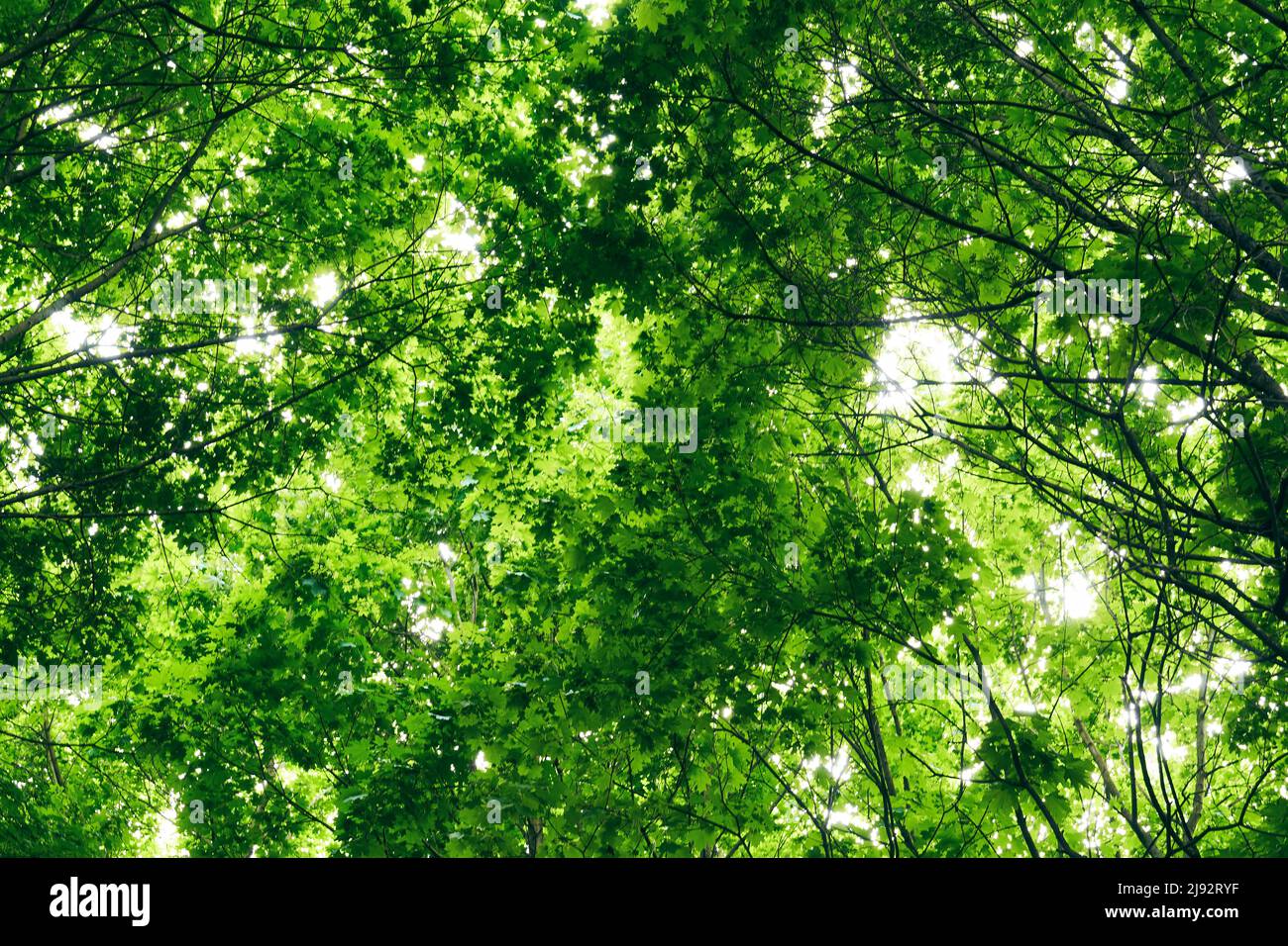 Texture of deciduous tree crowns with translucent sun. Abstract nature ...