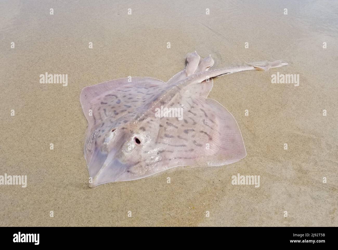 A pink dotted stingray on the beach being caught and released Stock ...