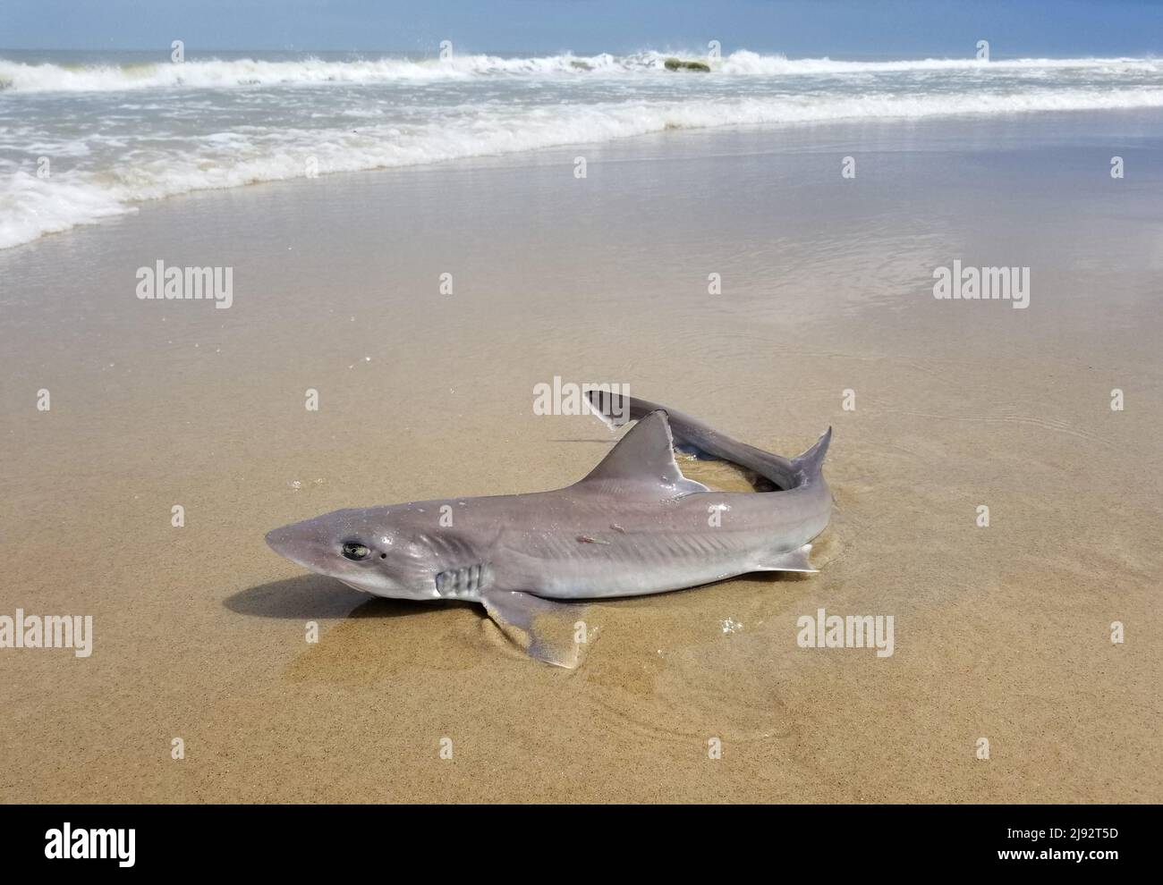 A spiny dogfish shark on the beach being caught and released Stock ...