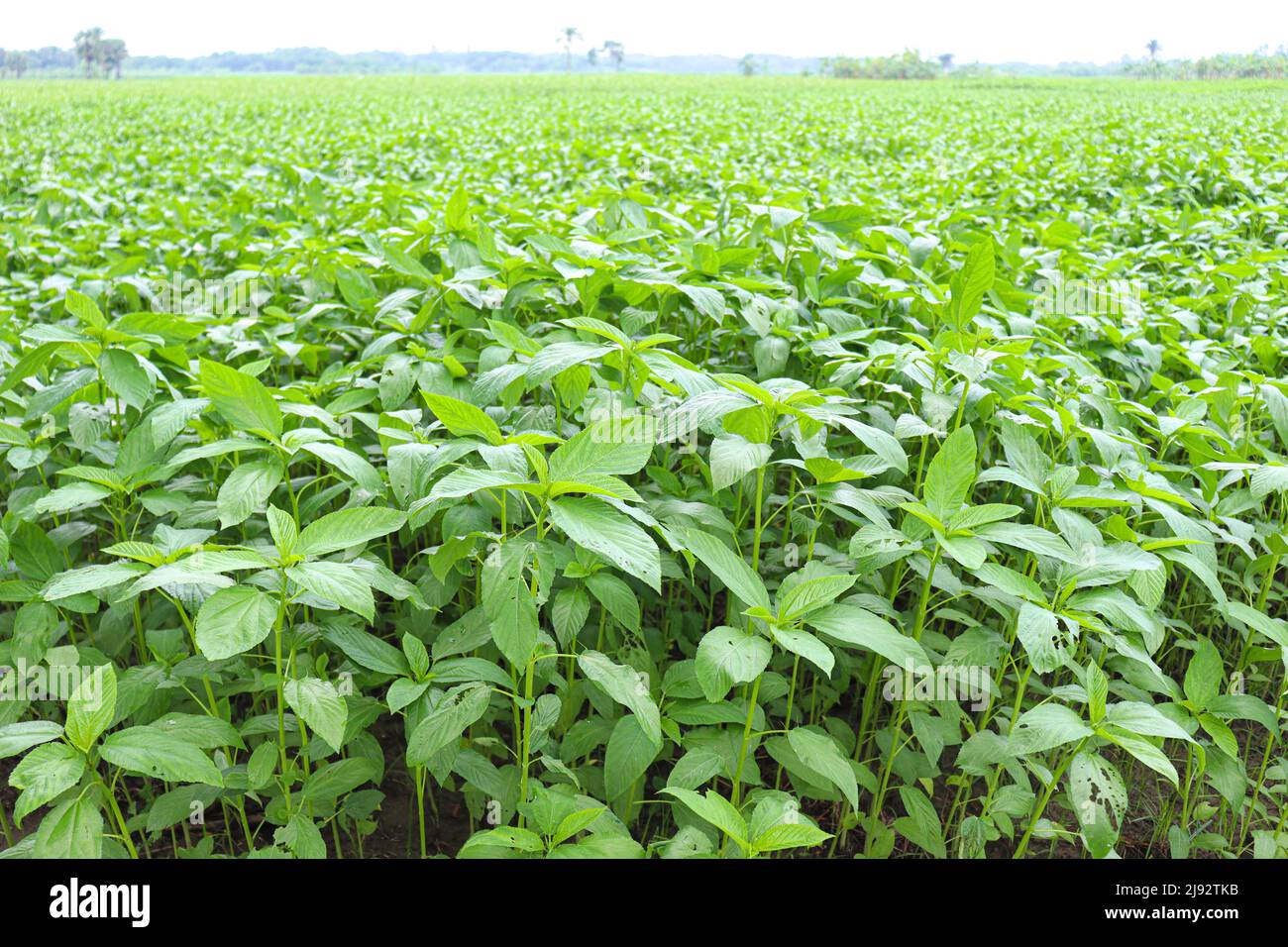 Green jute field hi-res stock photography and images - Alamy
