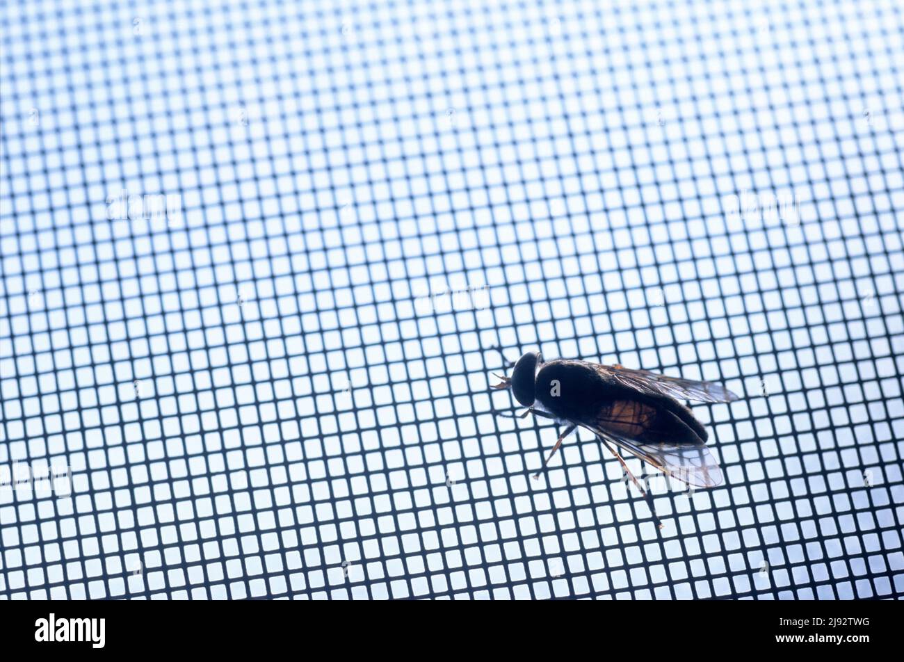 Insect screen hi-res stock photography and images - Alamy