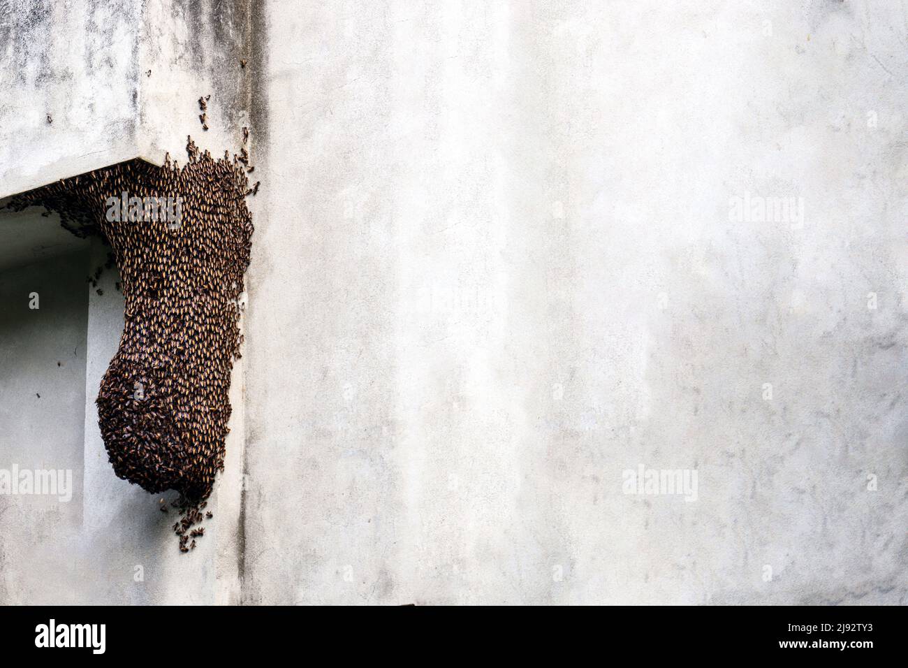 a beehive on wall with hanging with bee stock Stock Photo - Alamy